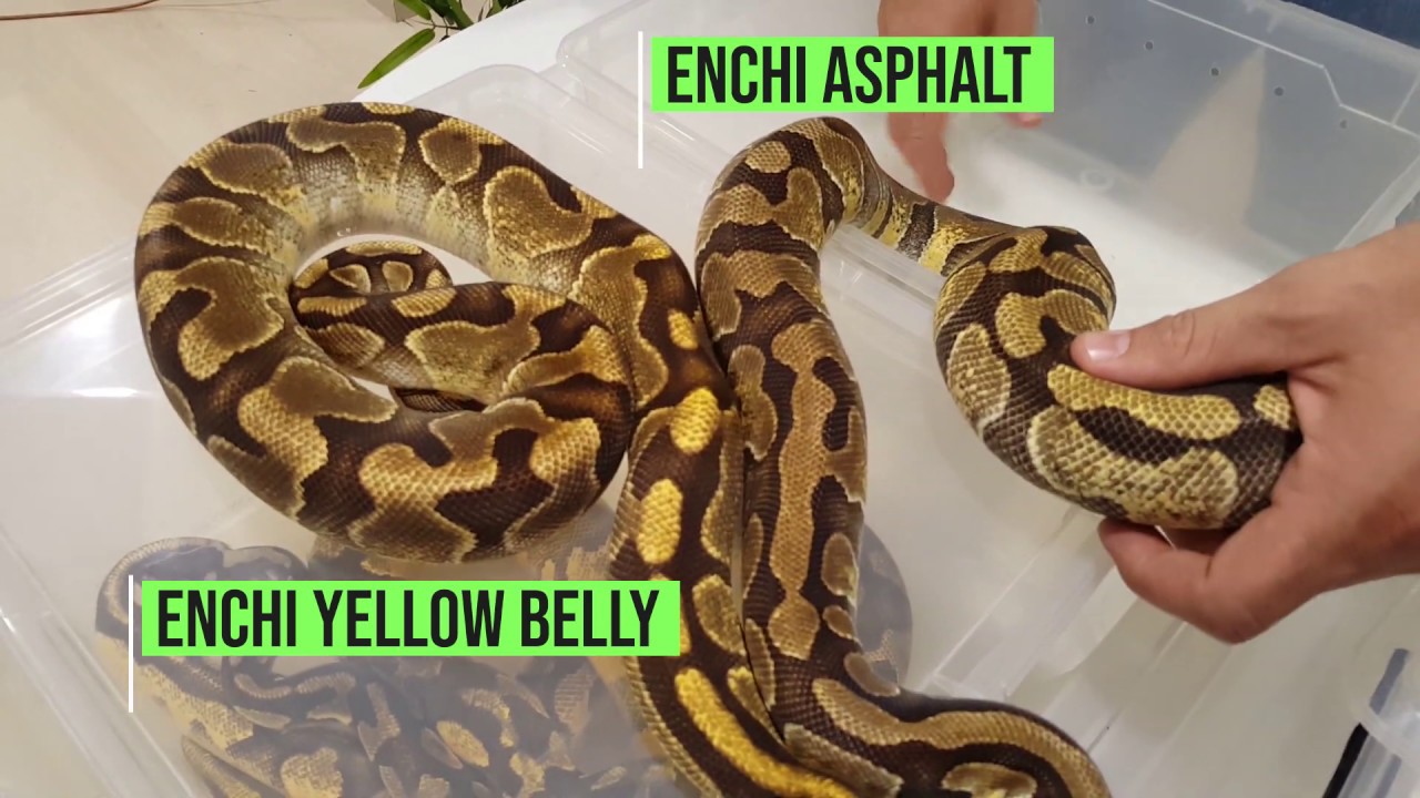 004 Recognise Asphalt Vs Yellow Belly Gene Ball Python Morphs Youtube