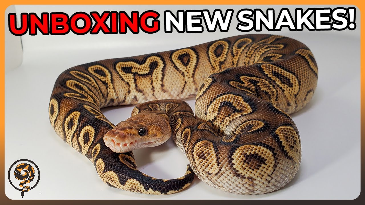 A Volcanic Ball Python Unboxing Youtube