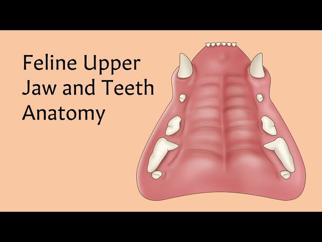 Cat Teeth Anatomy Feline Upper Jaw Teeth Anatomy Anatomystuff