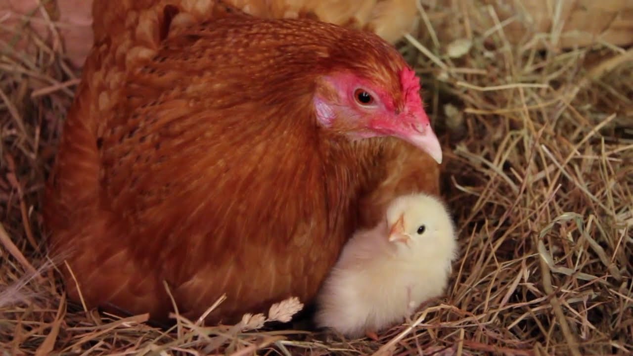 Our Chickens Hatching Youtube
