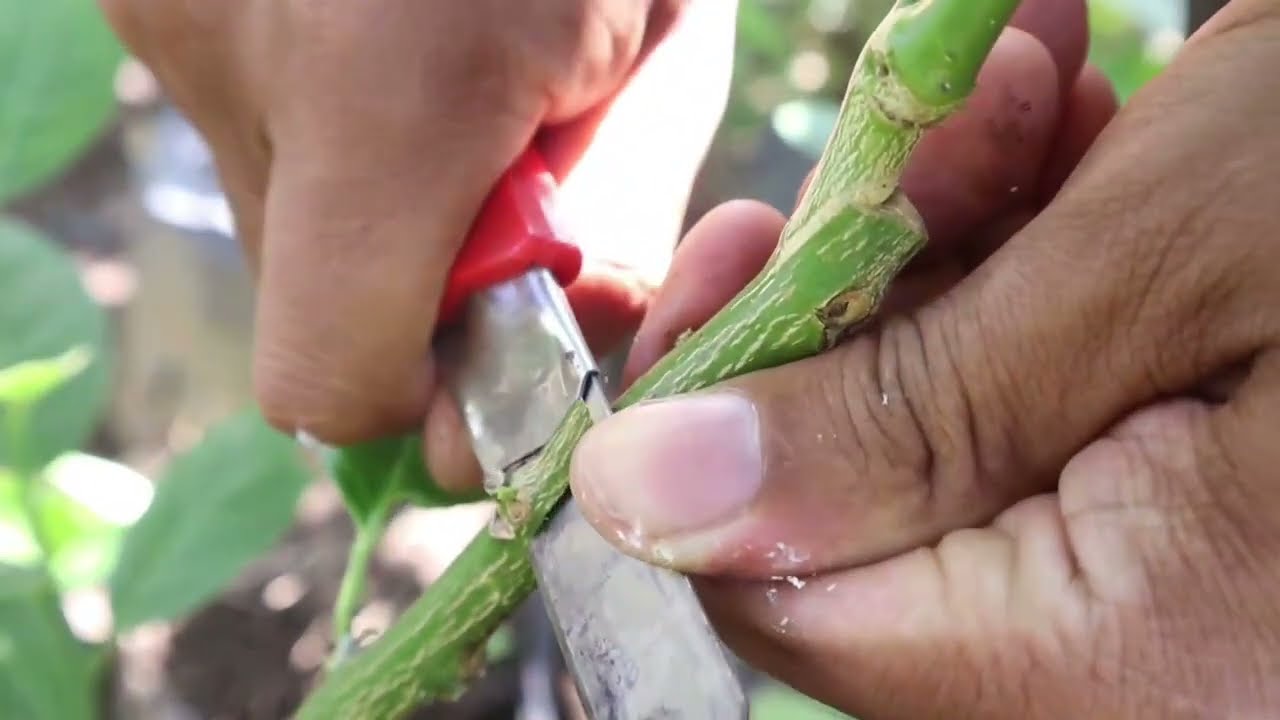 9 Ways To Grafting Citrus Also To Any Plant Youtube