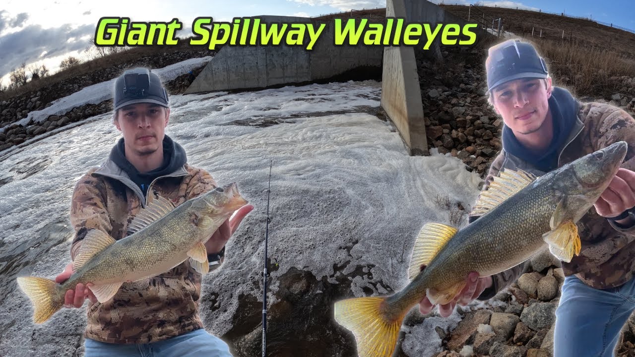 Catching Giant Walleye Fishing The Spillway Pre Spawn Walleye Youtube