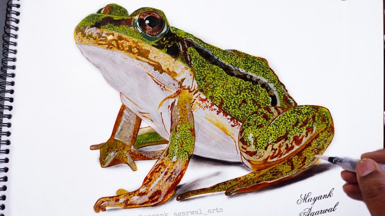 Frog Face Realistic Drawing