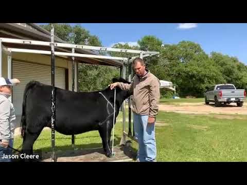 Creating Success With Steer And Heifer Projects Selection Youtube