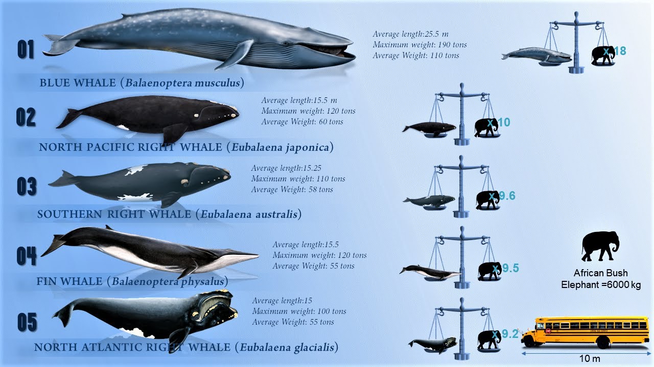 Worlds Biggest Whale Ever