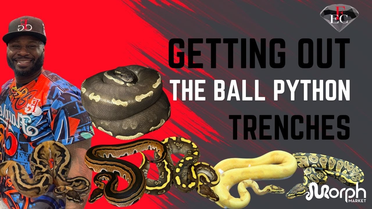 23 Ball Python Market Youtube