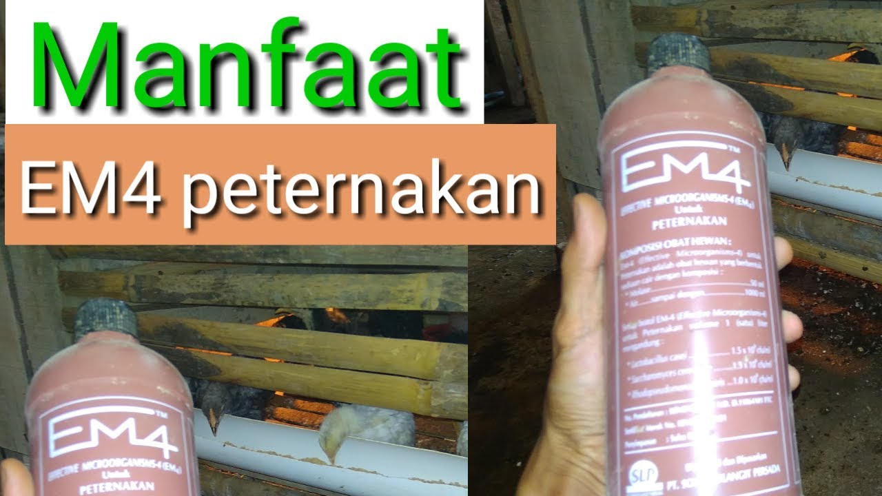 Manfaat Em4 Peternakan Benefits Of Em4 Farming Youtube