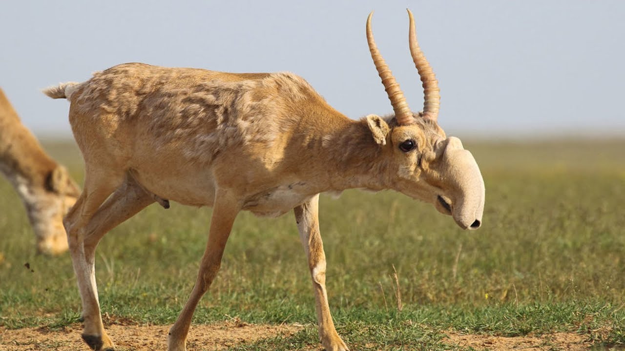 Saiga Antelope Animal Of The Week Youtube