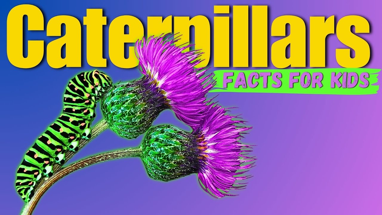 Learn All About Caterpillars Facts For Kids Youtube