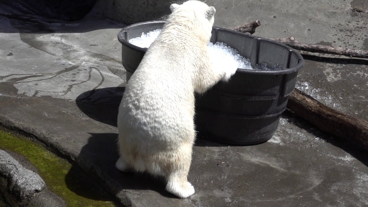Nora Plays In Some Ice Youtube