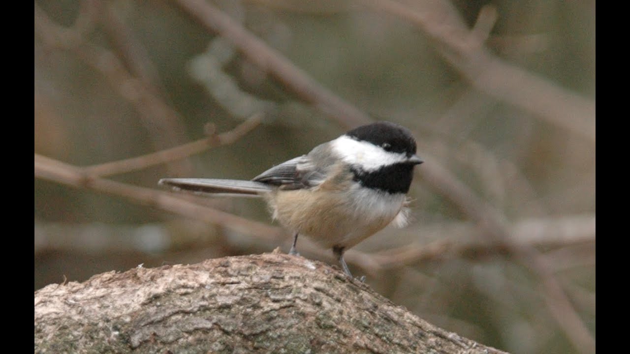 03 Black Capped And Mountain Chickadee Songs Youtube
