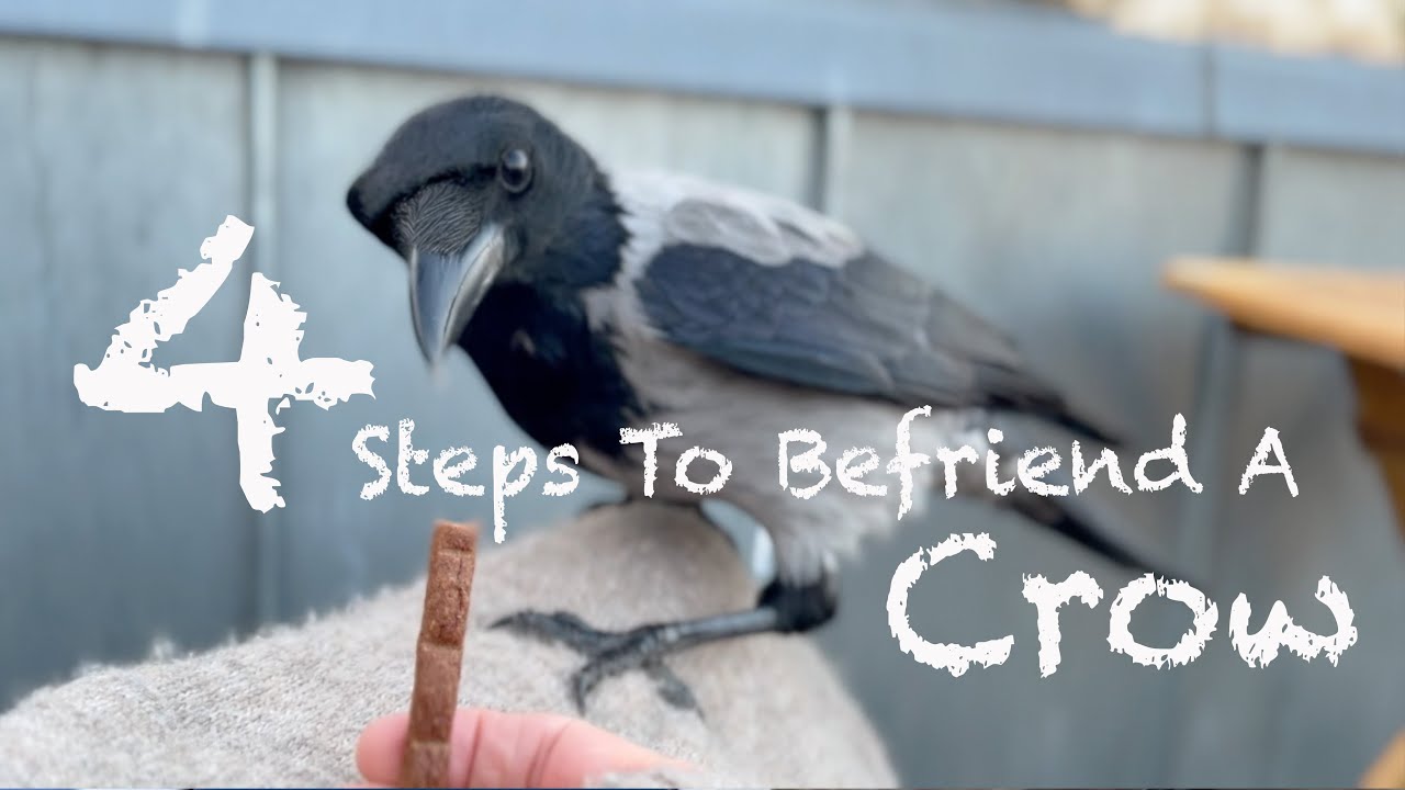 How To Befriend A Crow Housepetscare