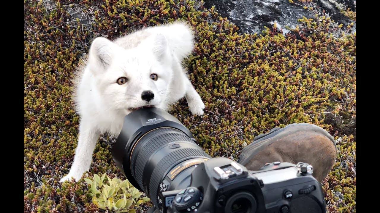 Encounter A Young Wild White Arctic Fox In Greenland Youtube