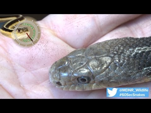 60 Second Snakes Fox Snake Youtube