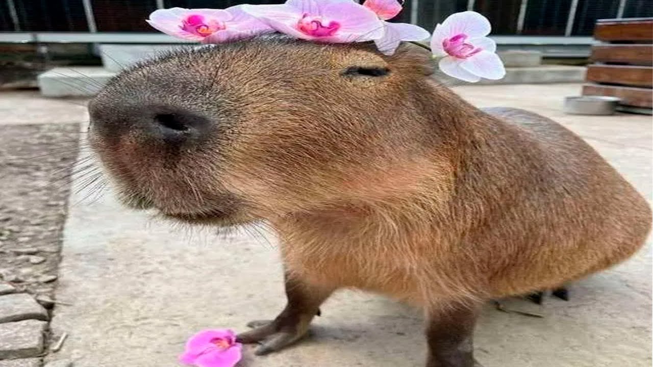 Top 5 Capybaras Best Video In Youtube Youtube