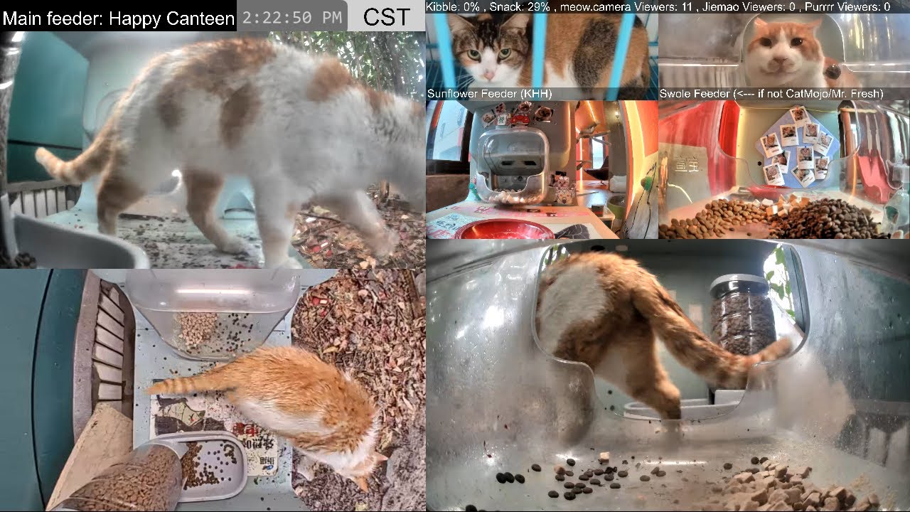Happy Canteen Restream Hello Street Cat Youtube