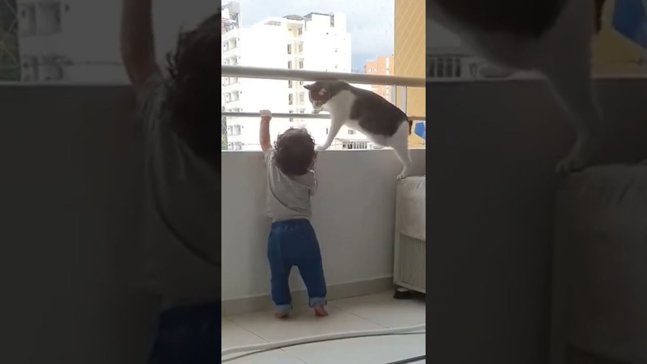 Cat Mom Very Caring Cat Housepetscare