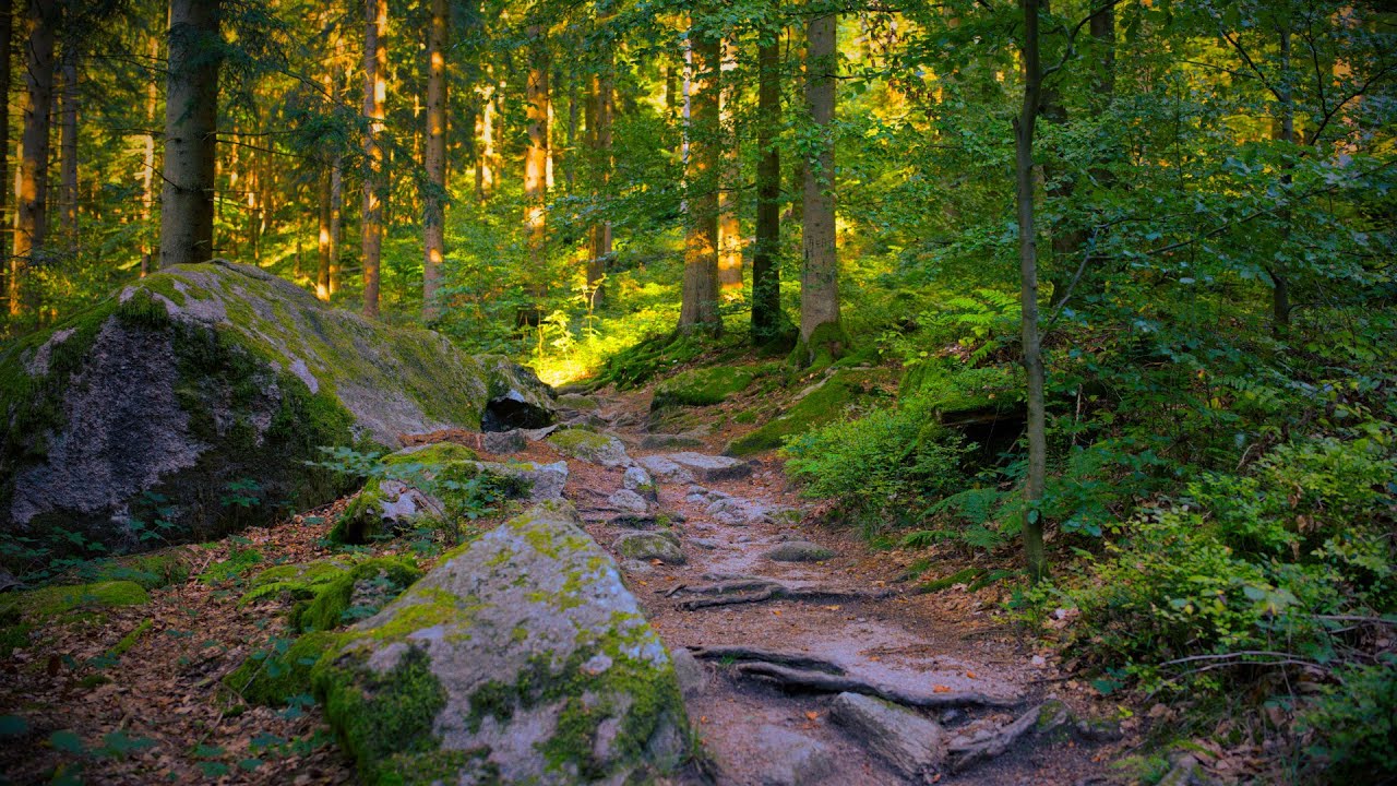 рџњі 4k Relaxing Nature Sounds Forest Sounds Bird Song Youtube