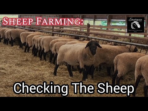 Sheep Farming Checking The Sheep Youtube