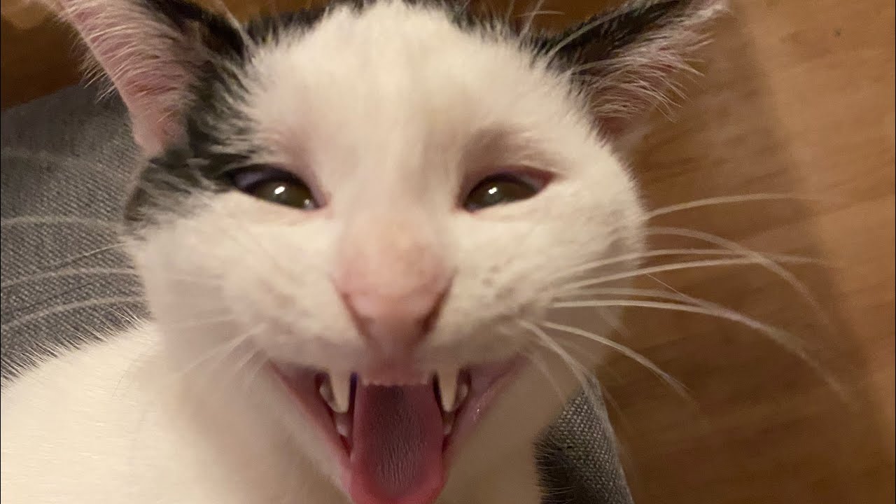 Funny Cat Compilation Part 1 Youtube