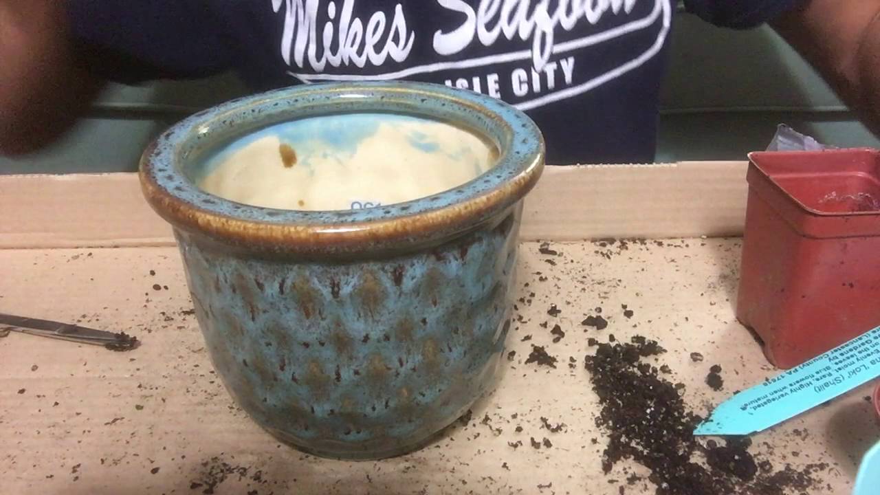 Primulina Repotting Youtube