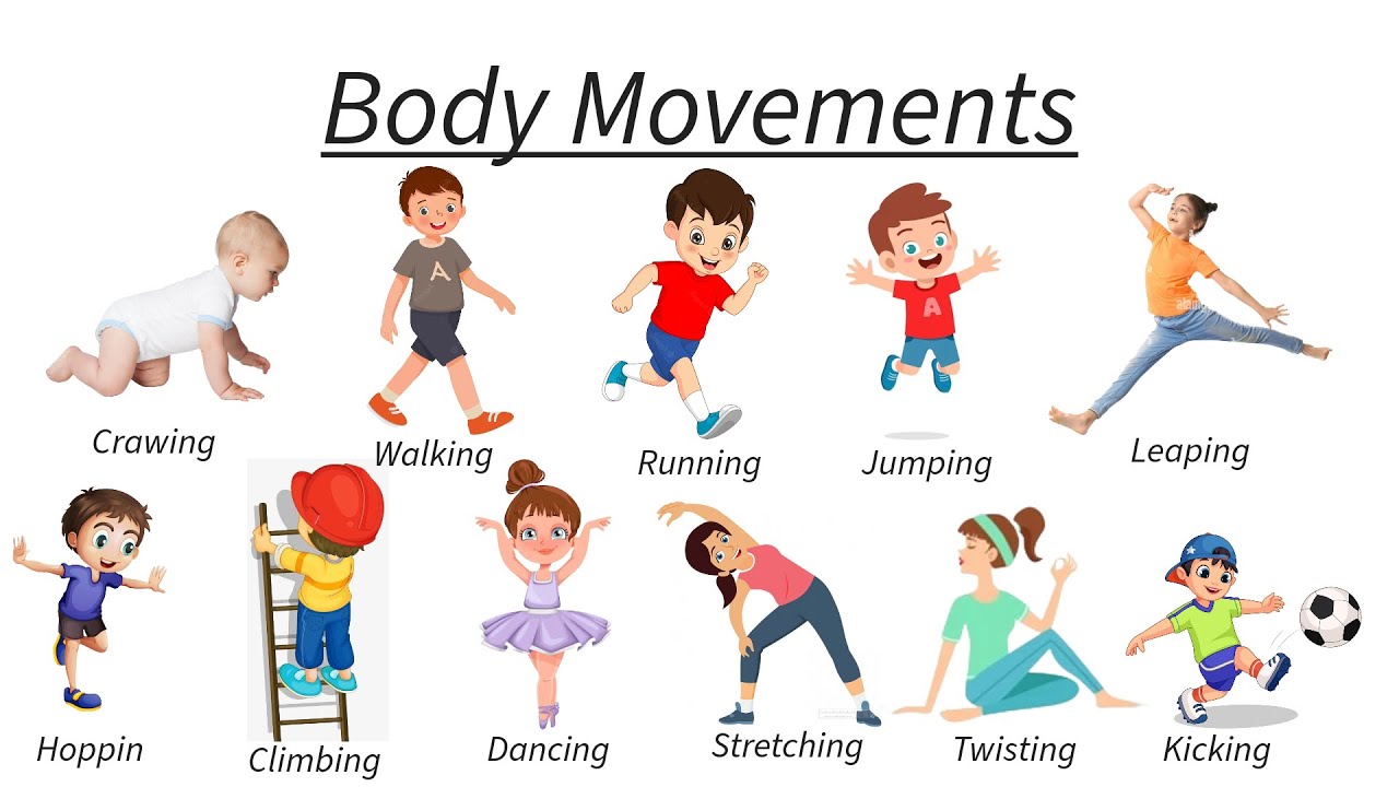 What Are The Parts Of The Body Responsible For Movement At David