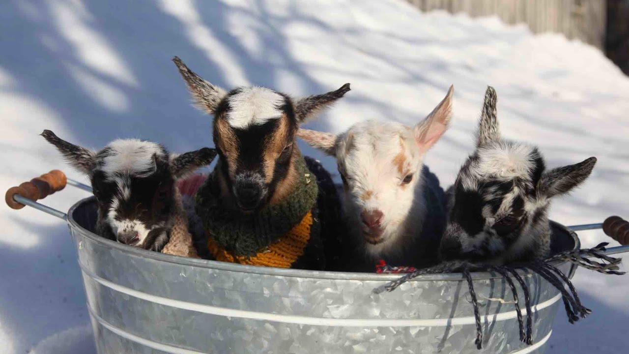 Baby Goats In Sweaters