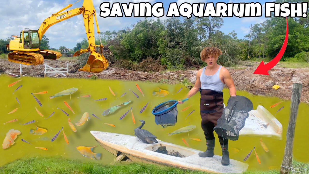 Saving Aquarium Fish From Destroyed Abandoned Pond Youtube