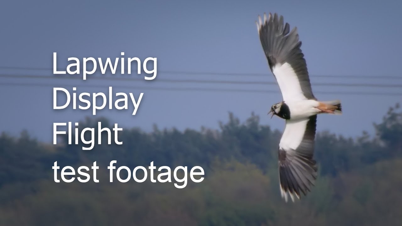 Lapwing Display Flight Youtube