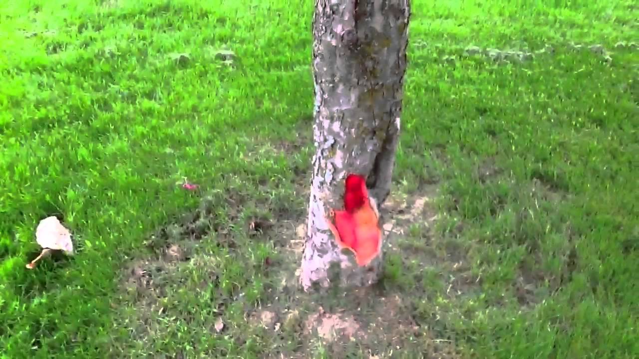 A Tree Bleeding Youtube