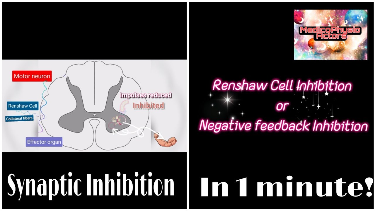 Renshaw Cell Inhibition Negative Feedback Mechanism Synaptic