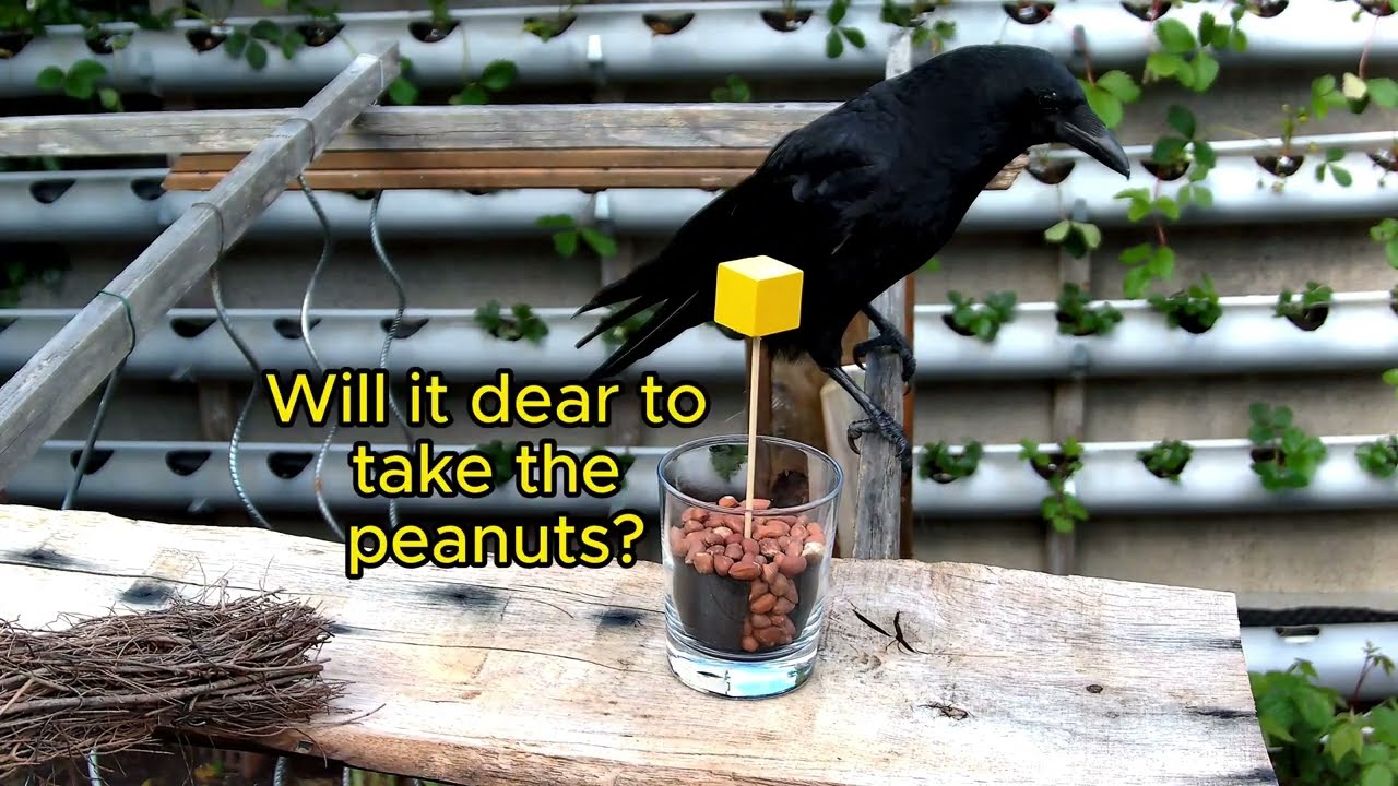 The Crow Intelligence Test First Day Youtube