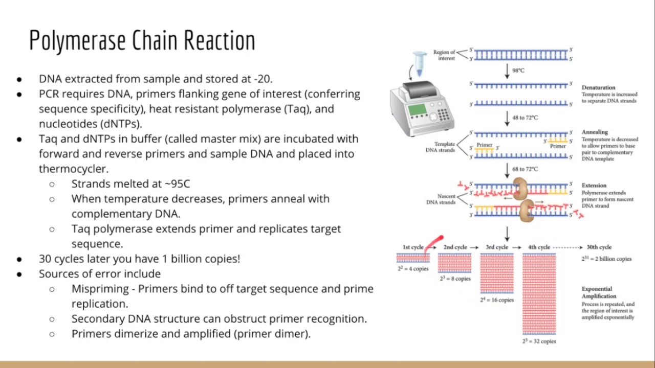Methods In Molecular Biology Molecular Motors Methods And Protocols
