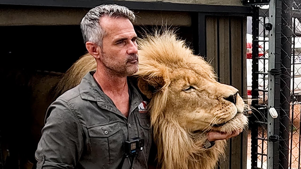 Lion Reunion Kevin Richardson S Unique Bond The Lion Whisperer