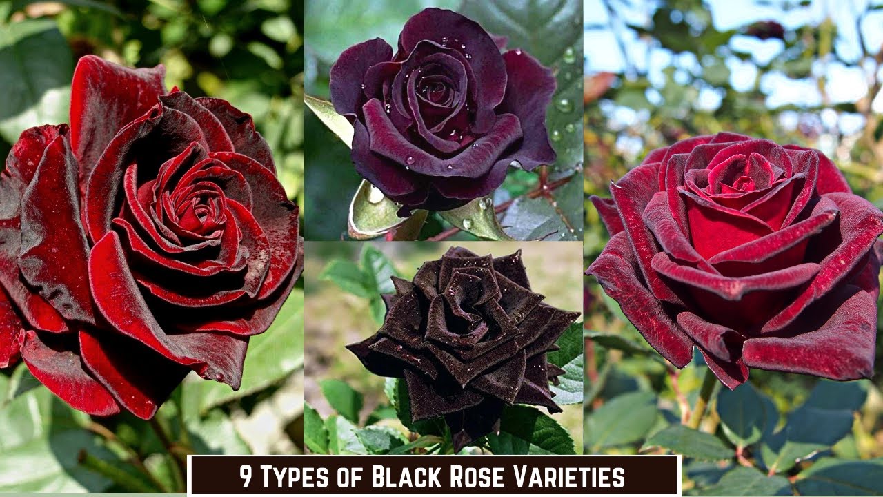 9 Types Of Black Roses Black Rose Varieties Youtube