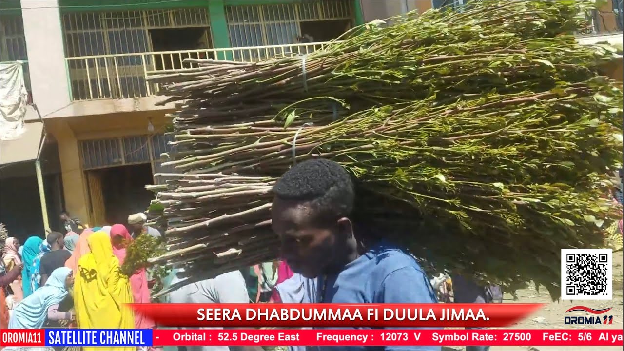 Oromia11 Seera Dhabdummaa Fi Duula Jimaa Youtube