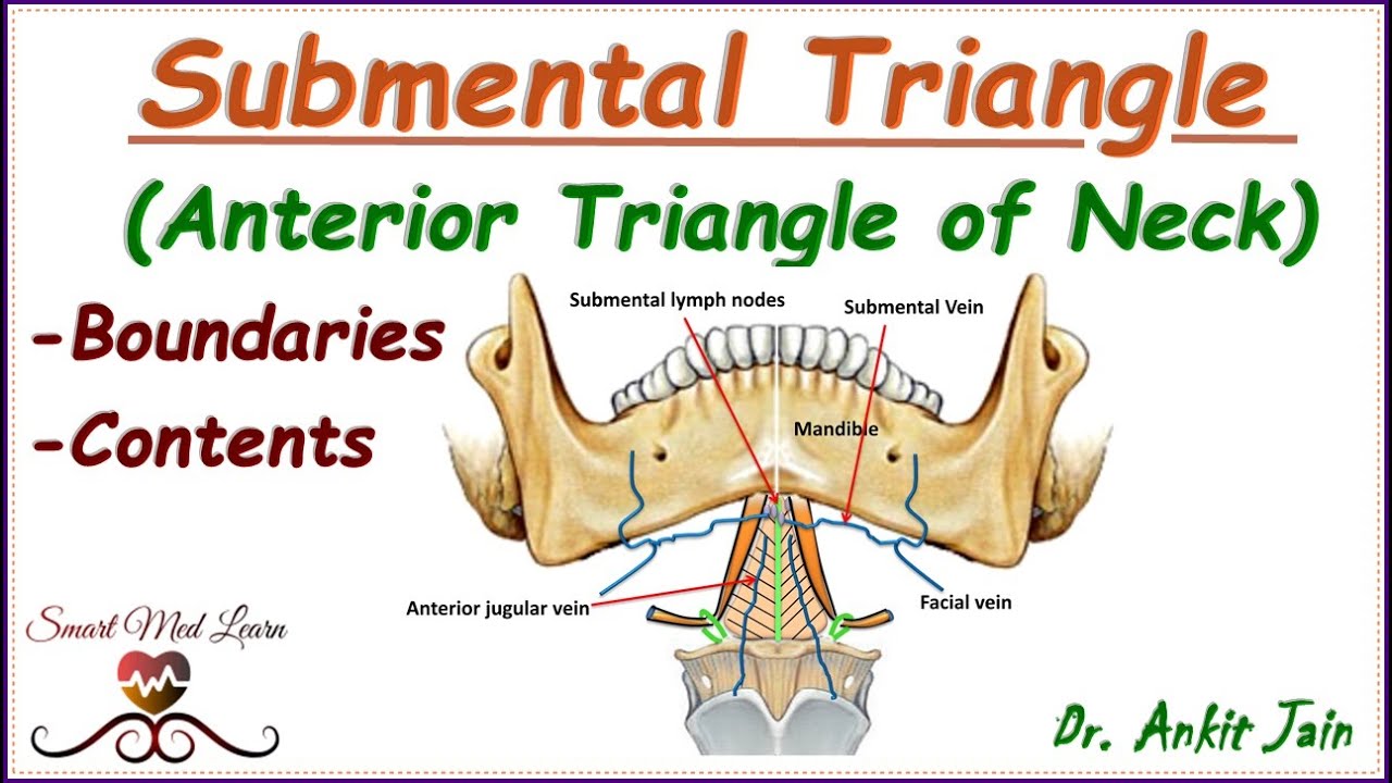 Anterior Triangle Of Neck Submental And Muscular Triangles