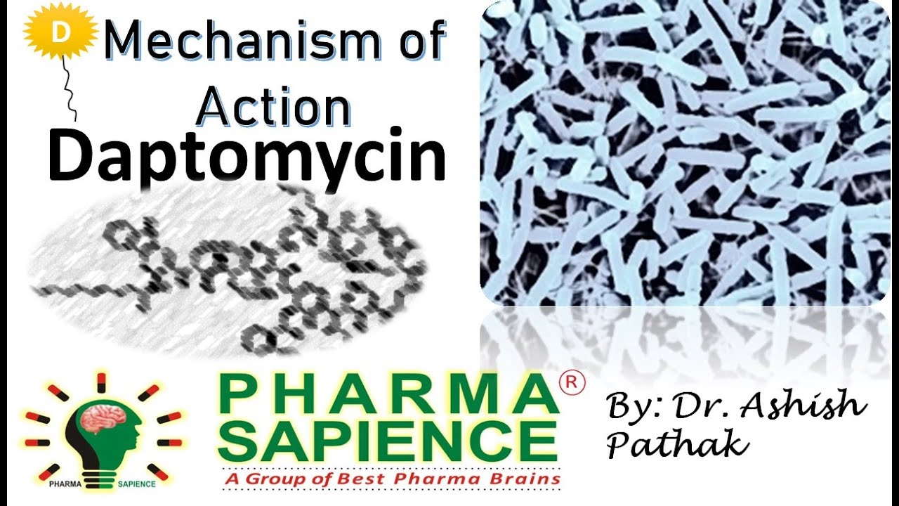 Mechanism Of Action Daptomycin Youtube