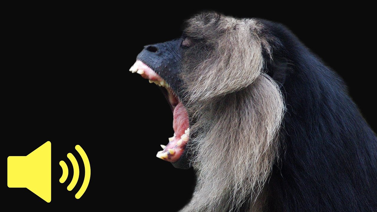 What Does A Monkey Sound Like Howler Animal Sounds Youtube