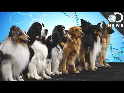 New Dog Breeds How Are They Made Video