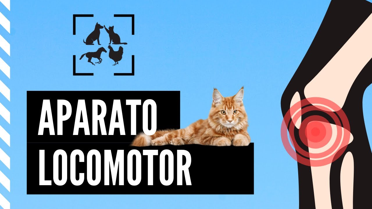 Anatomía Veterinaria Aparato Locomotor Youtube