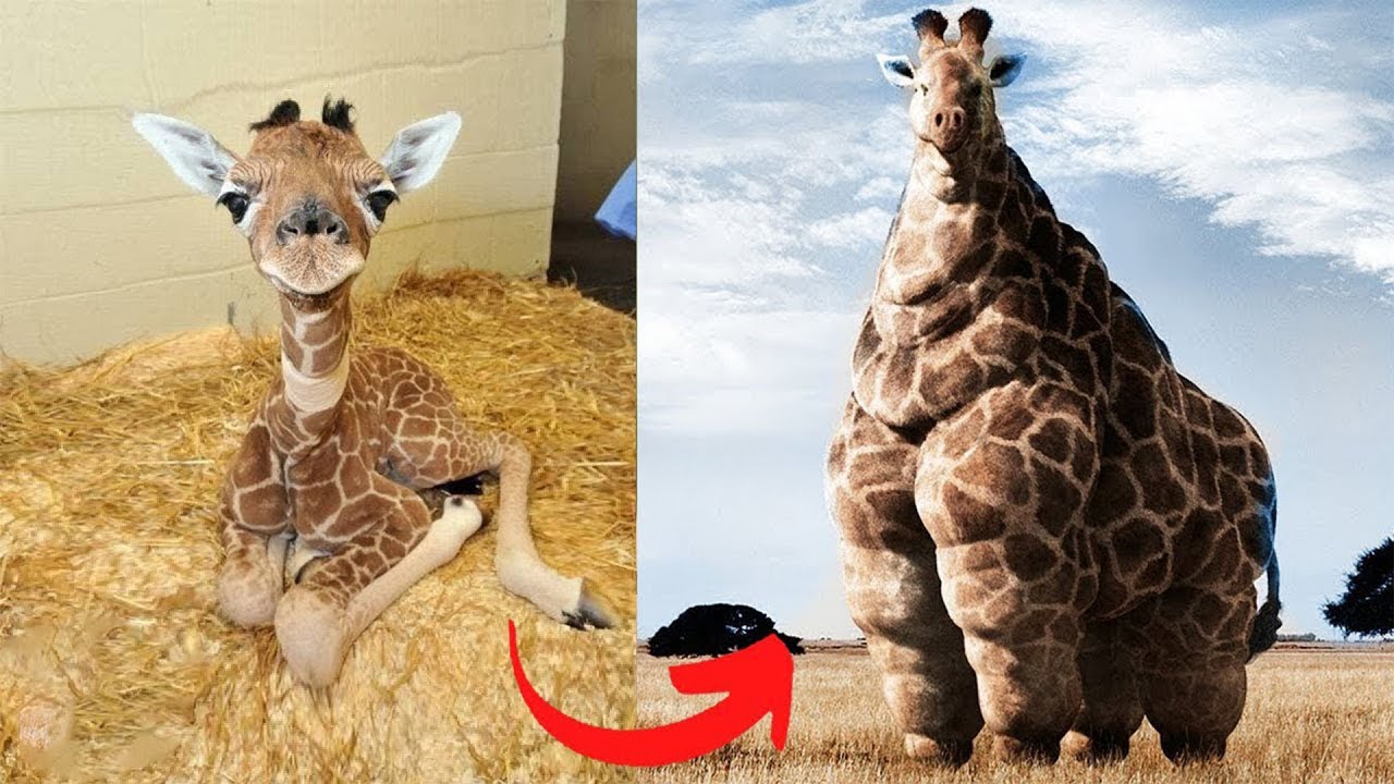 The Amazing Animals Transformation From Adorable Puppy To Majestic Dog