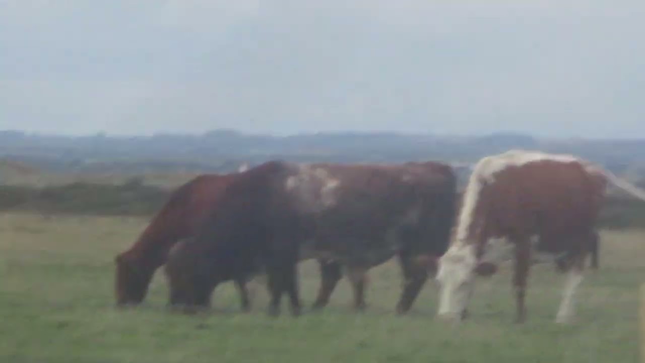 Cows Youtube