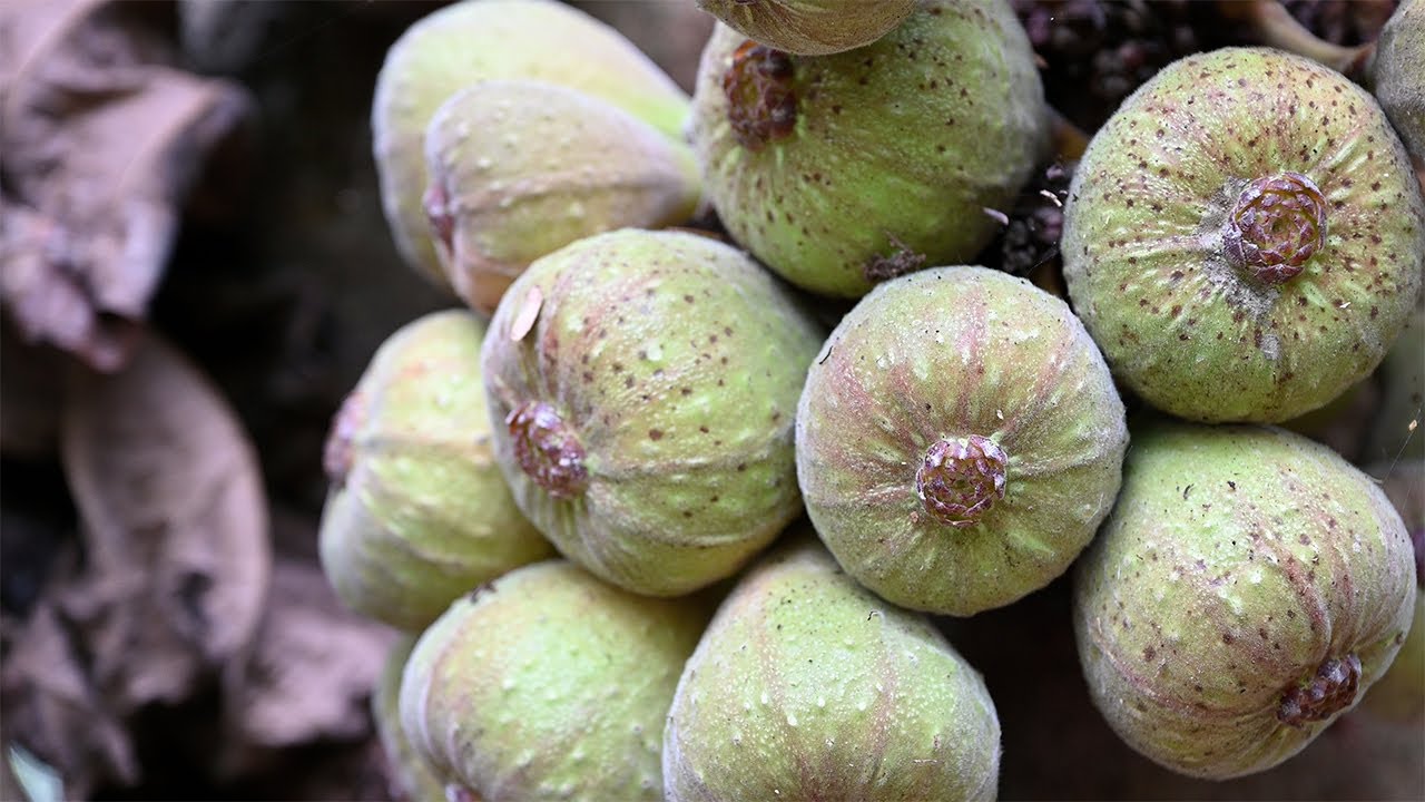 Roxburgh Fig Weird Youtube