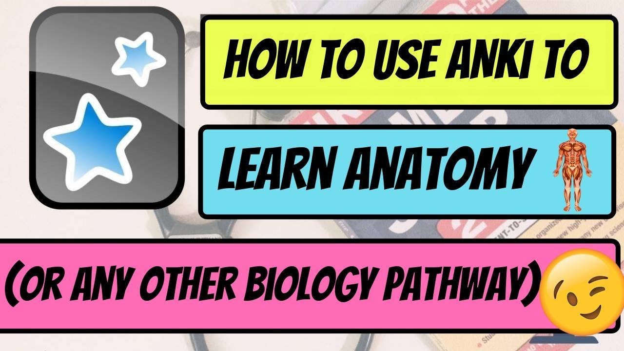 Awesome Anatomy Anki Deck Statalways