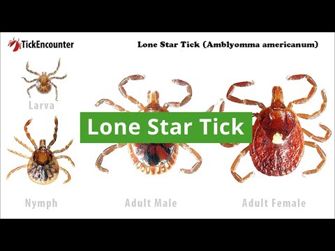 Where Can You Find Lone Star Ticks