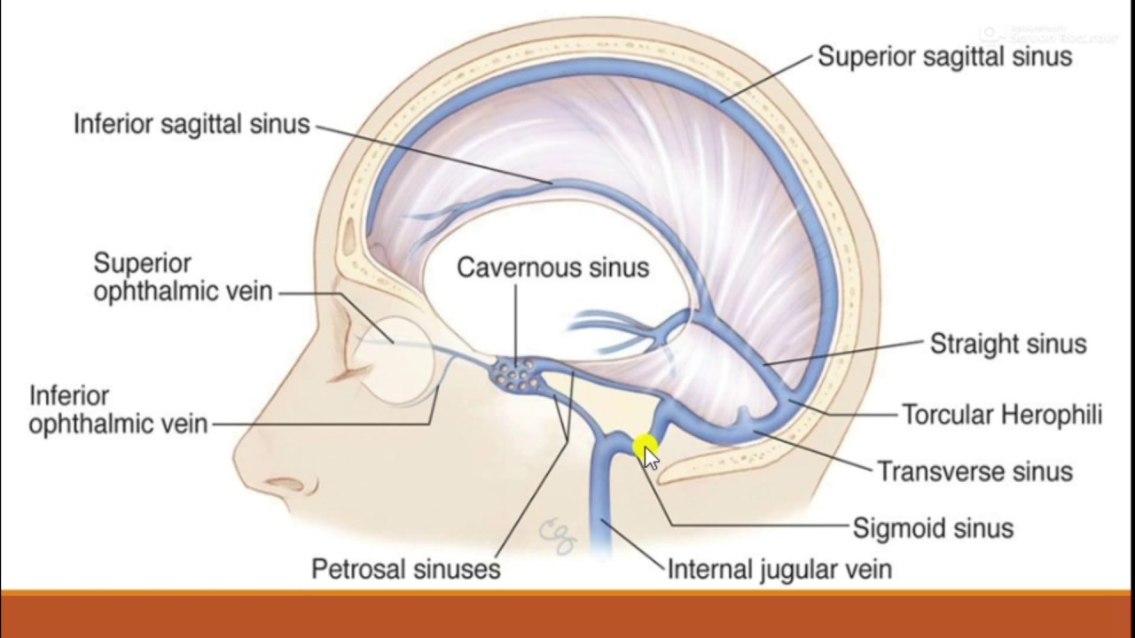 Cavernous Sinus Simply Explained Youtube
