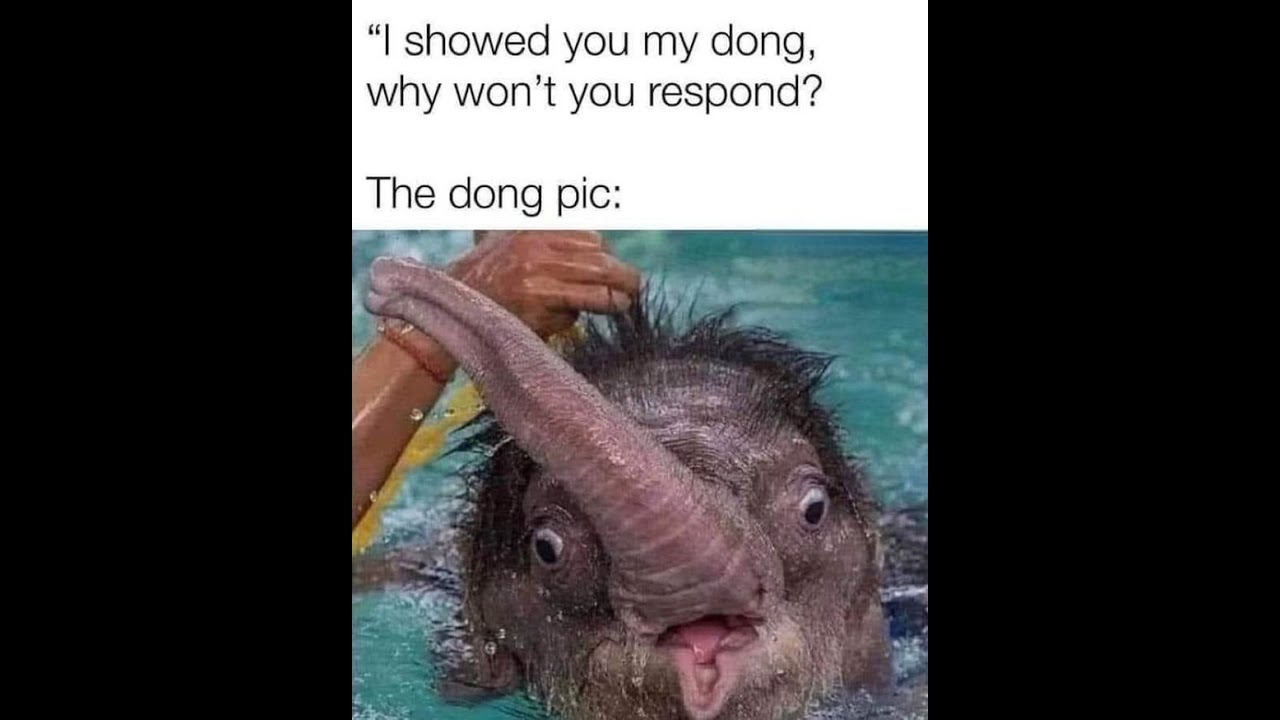 Random Funny Memes From The Internet 23 Youtube