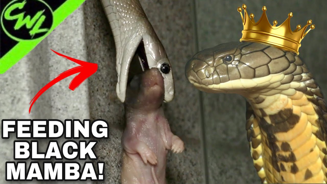 Black Mamba Feeding King Cobra Close Call Youtube