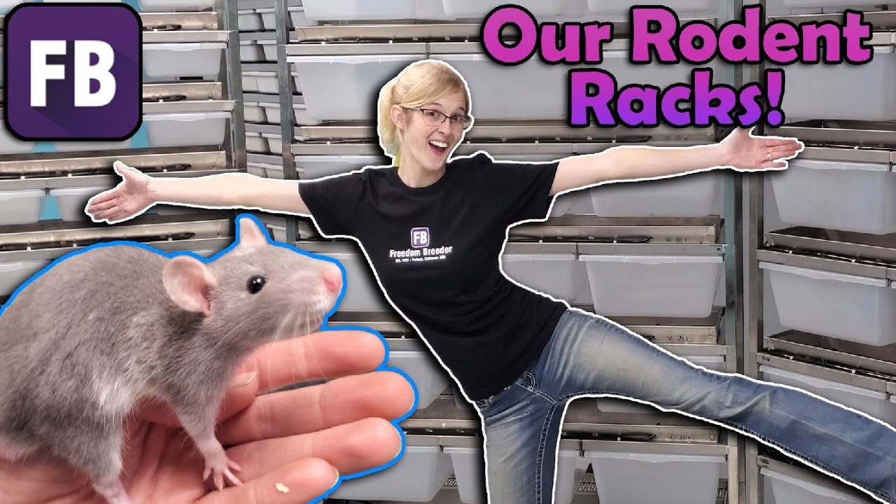 Our Rodent Breeding Setup Housepetscare